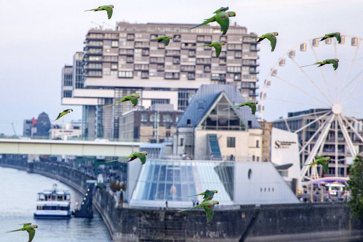 Lage in Köln Braunsfeld - PANDION COSY